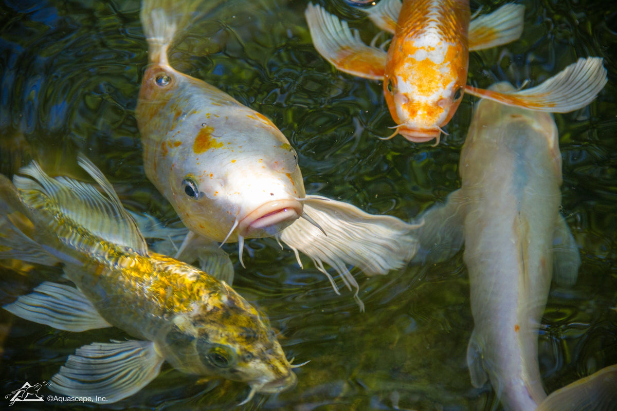 Choosing the Best Fish Food for Your Pond — Aquascape Australia